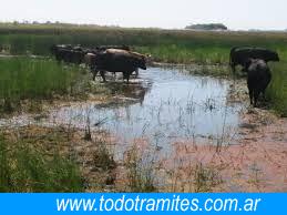 Conoce Como Presentar El Formulario 911 Valuación De La Tierra Rural ...