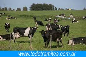 Conoce Como Presentar El Formulario 911 Valuación De La Tierra Rural ...